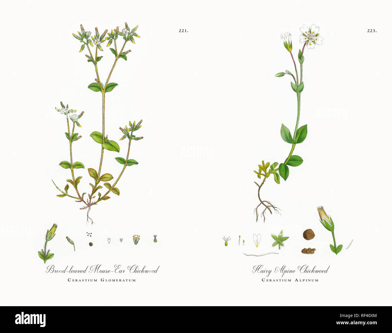 Antique Hand-Colored English Victorian Botanical Illustration, Circa ...