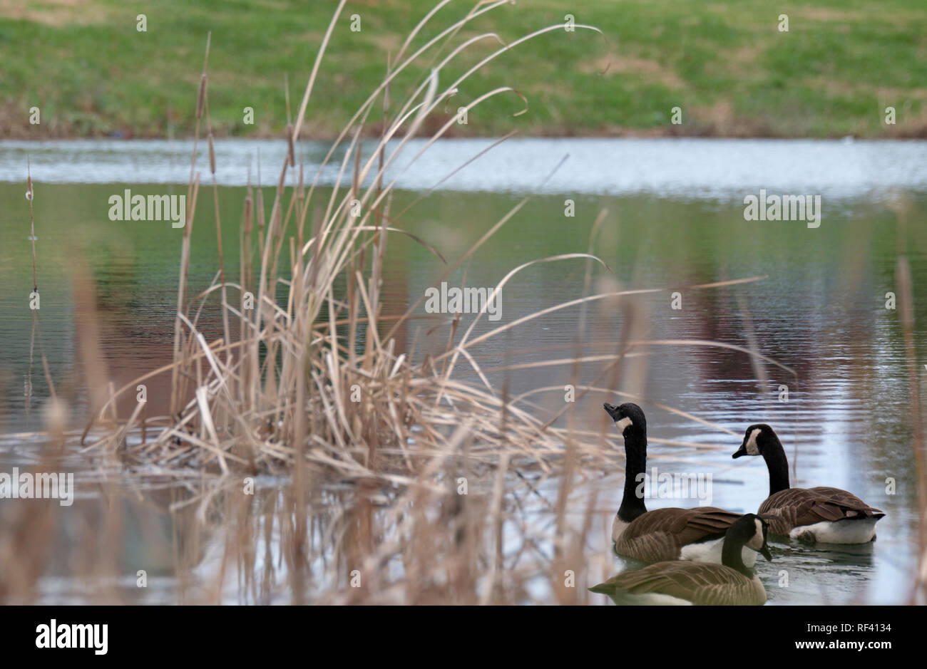 Geese hunting hi-res stock photography and images - Alamy