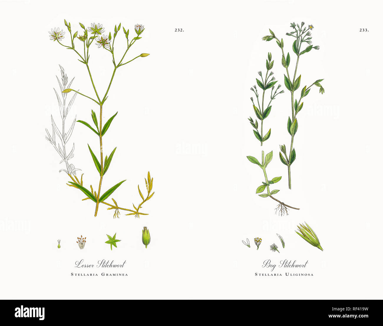 Antique Hand-Colored English Victorian Botanical Illustration, Circa ...