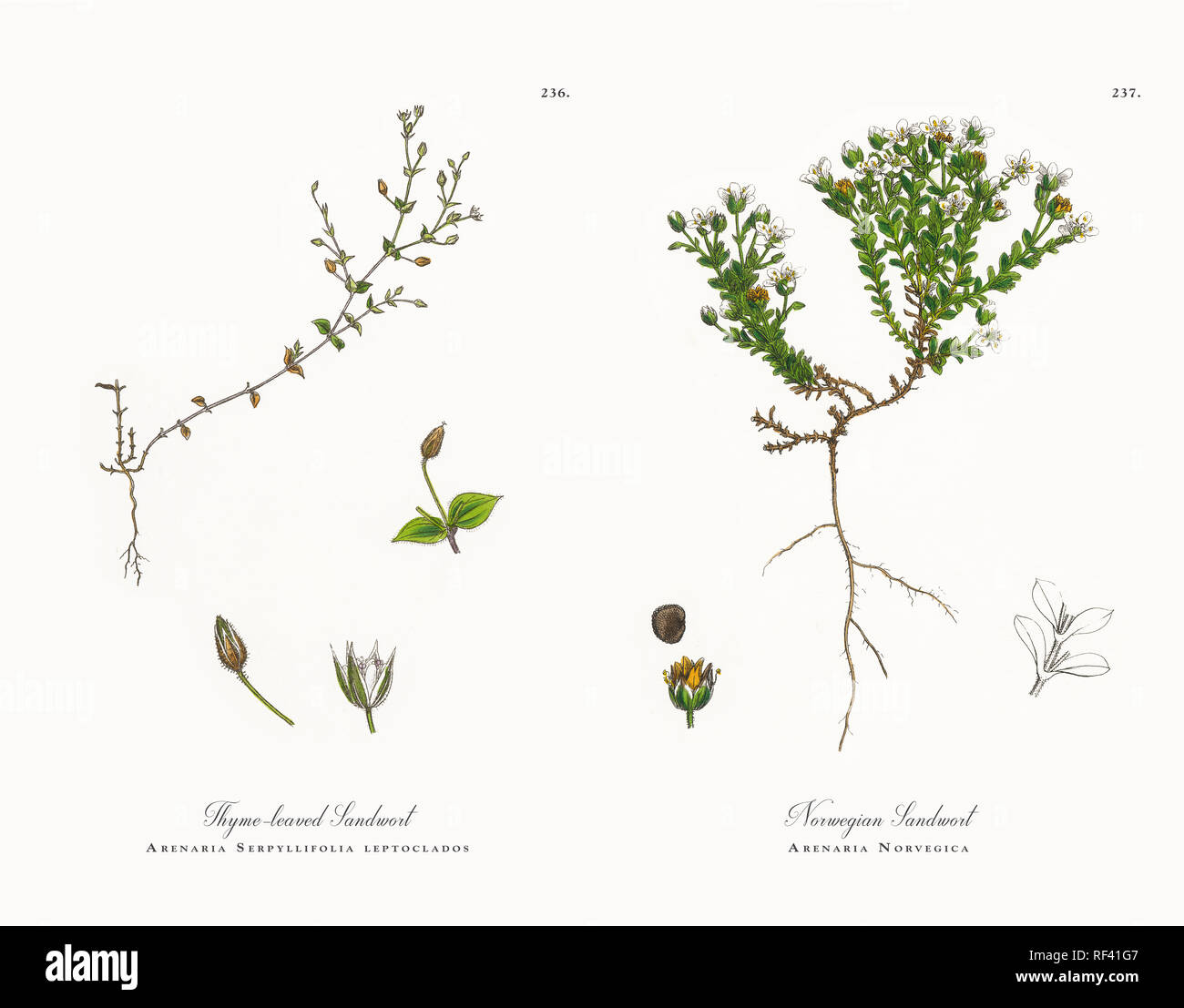 Antique Hand-Colored English Victorian Botanical Illustration, Circa ...