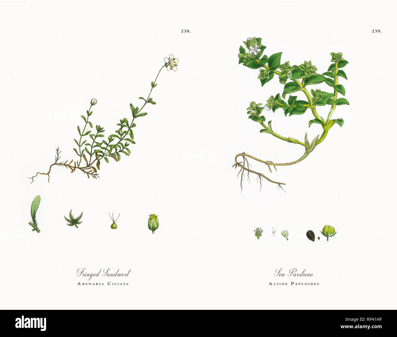 Antique Hand-Colored English Victorian Botanical Illustration, Circa ...