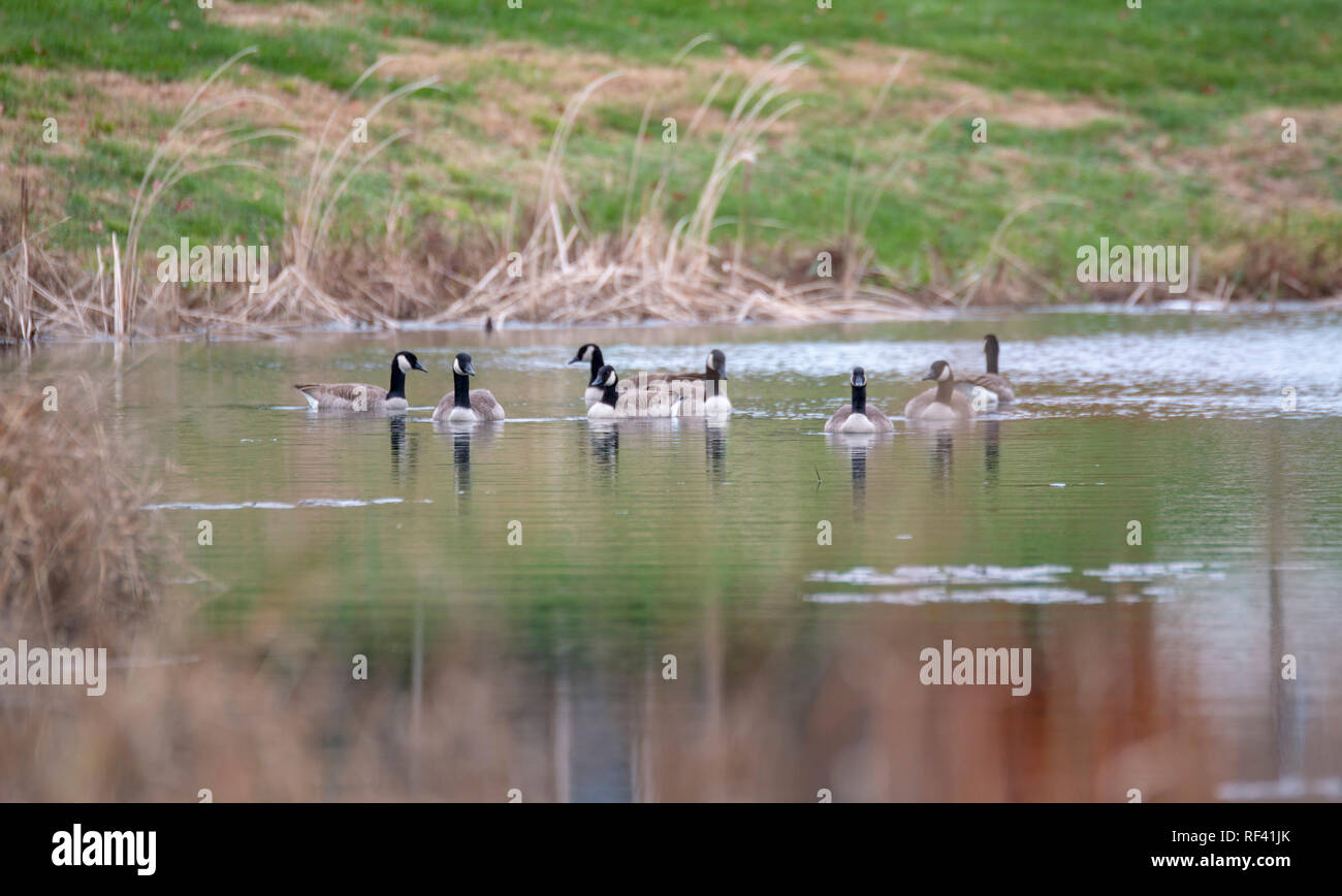 canada geese. Eight geese a laying Stock Photo - Alamy