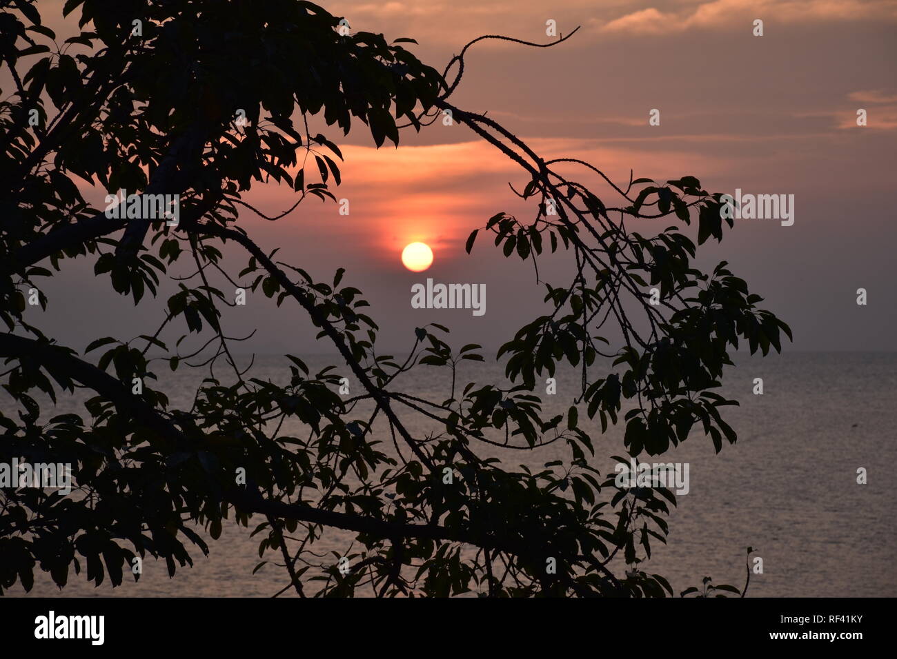 Sun going down behind the Branches of a tree Stock Photo - Alamy