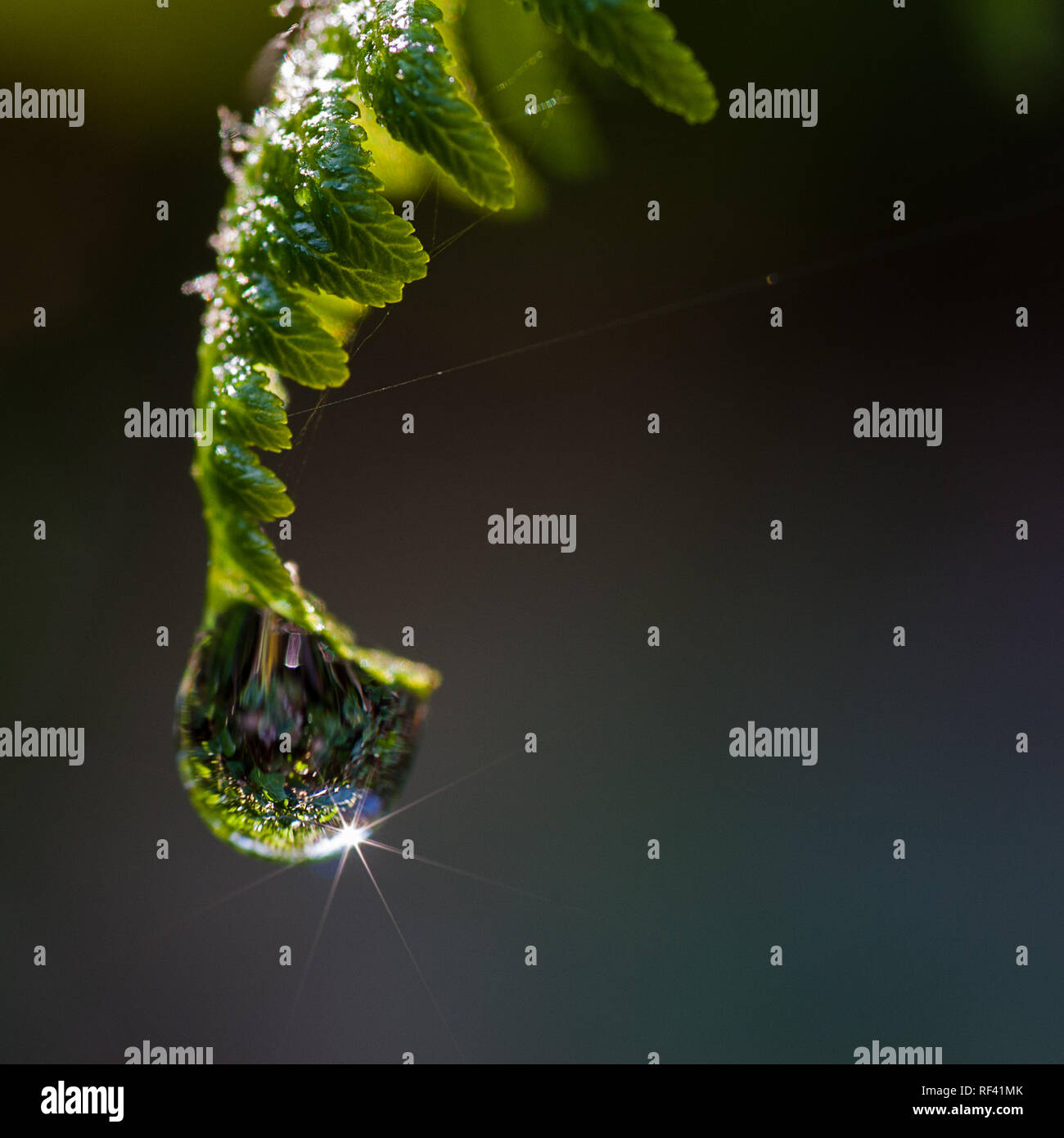 Green fern leaf raindrops hi-res stock photography and images - Alamy