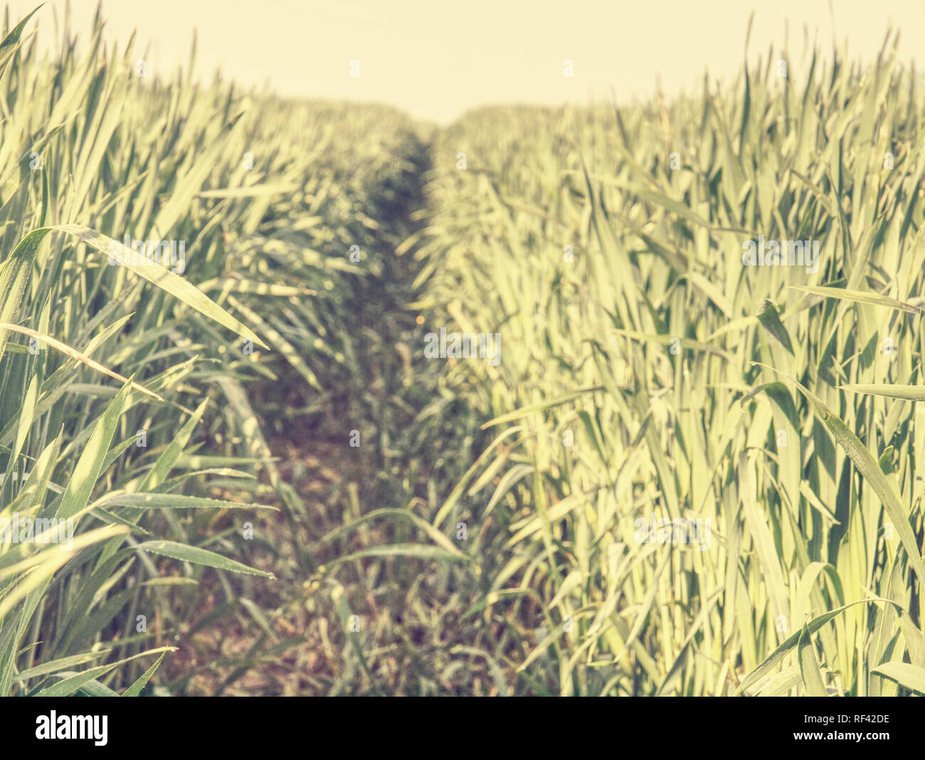 Field of young green barley. Green spring field of winter grain crops ...