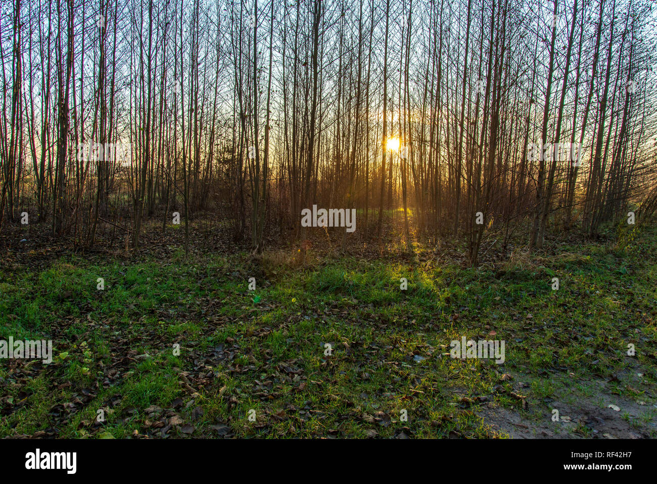 natural sun light rays shining through tree branches in summer morning ...