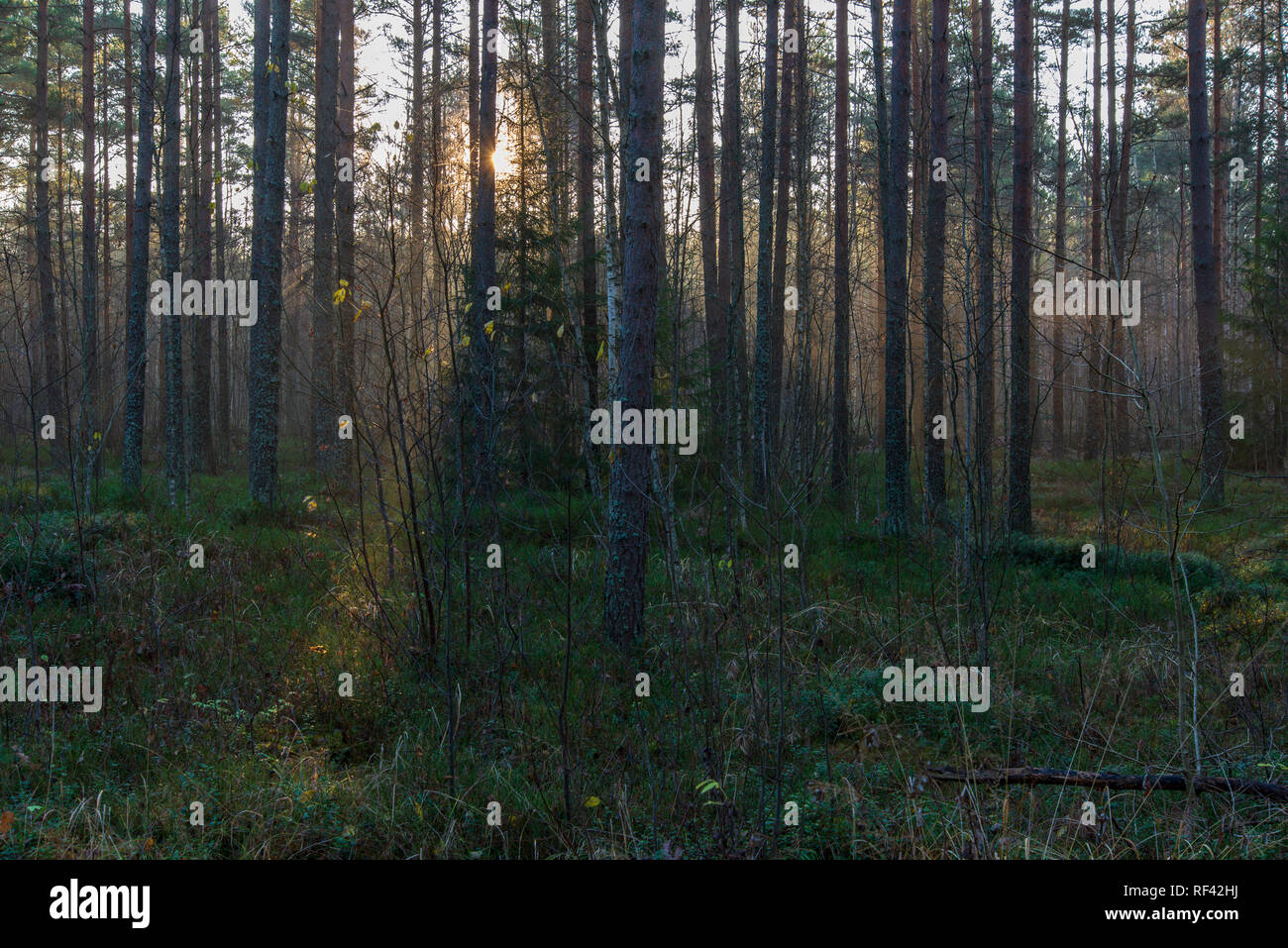 natural sun light rays shining through tree branches in summer morning ...