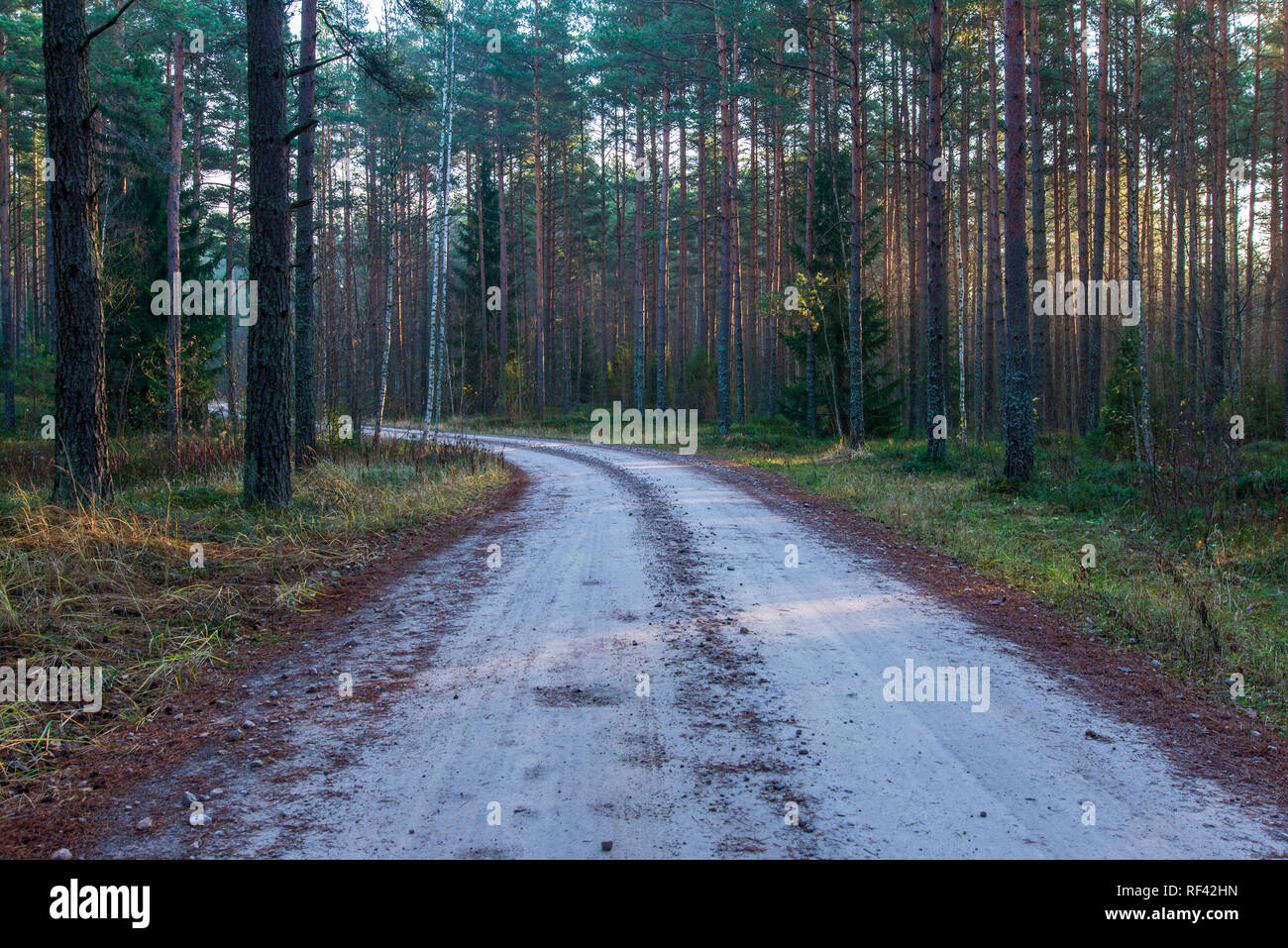 natural sun light rays shining through tree branches in summer morning ...