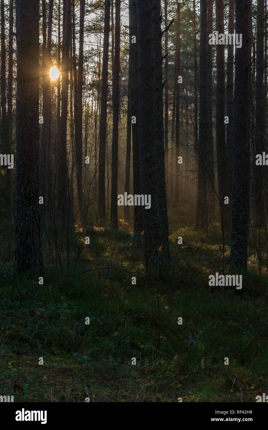 natural sun light rays shining through tree branches in summer morning ...
