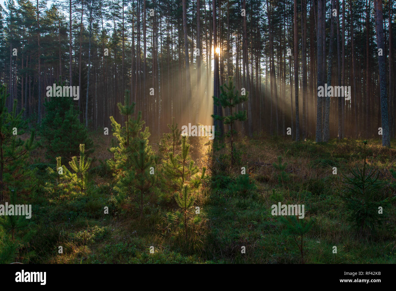 natural sun light rays shining through tree branches in summer morning ...
