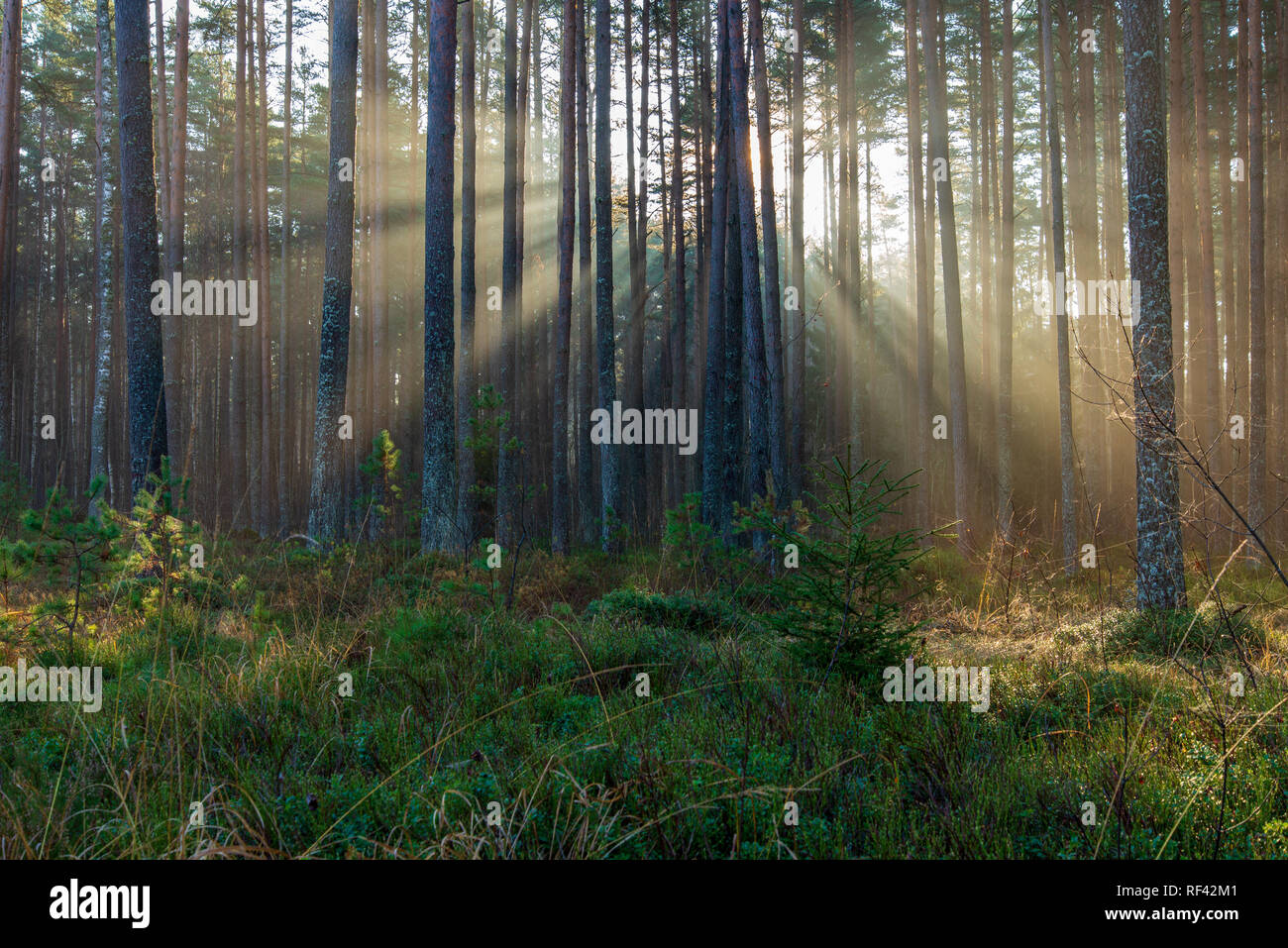 natural sun light rays shining through tree branches in summer morning ...