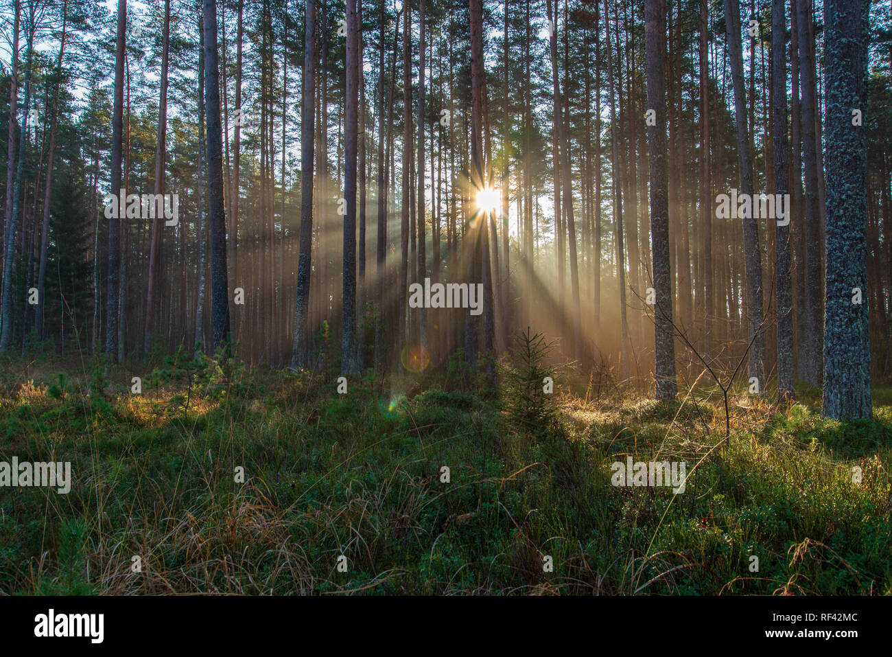 natural sun light rays shining through tree branches in summer morning ...