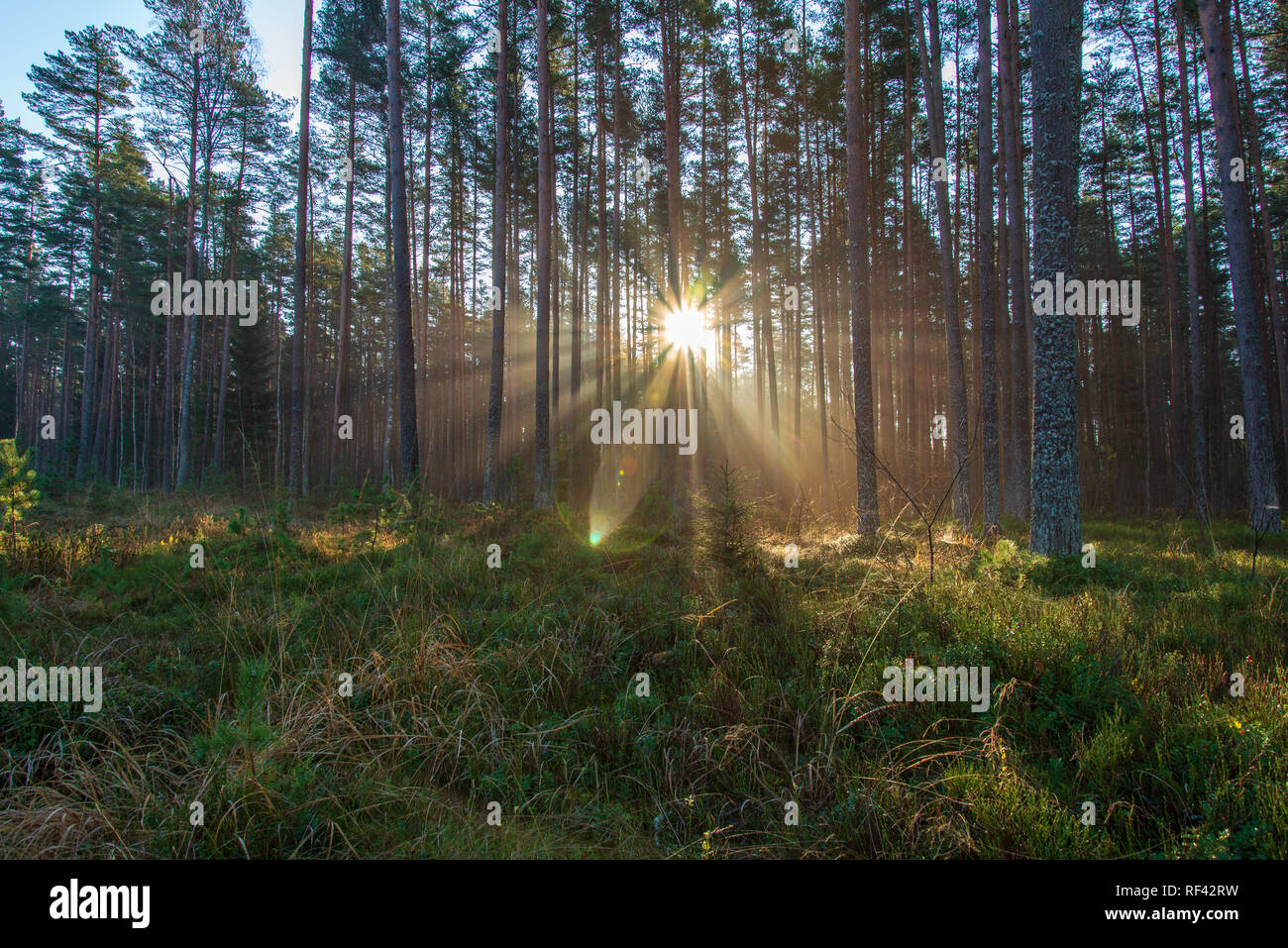 natural sun light rays shining through tree branches in summer morning ...