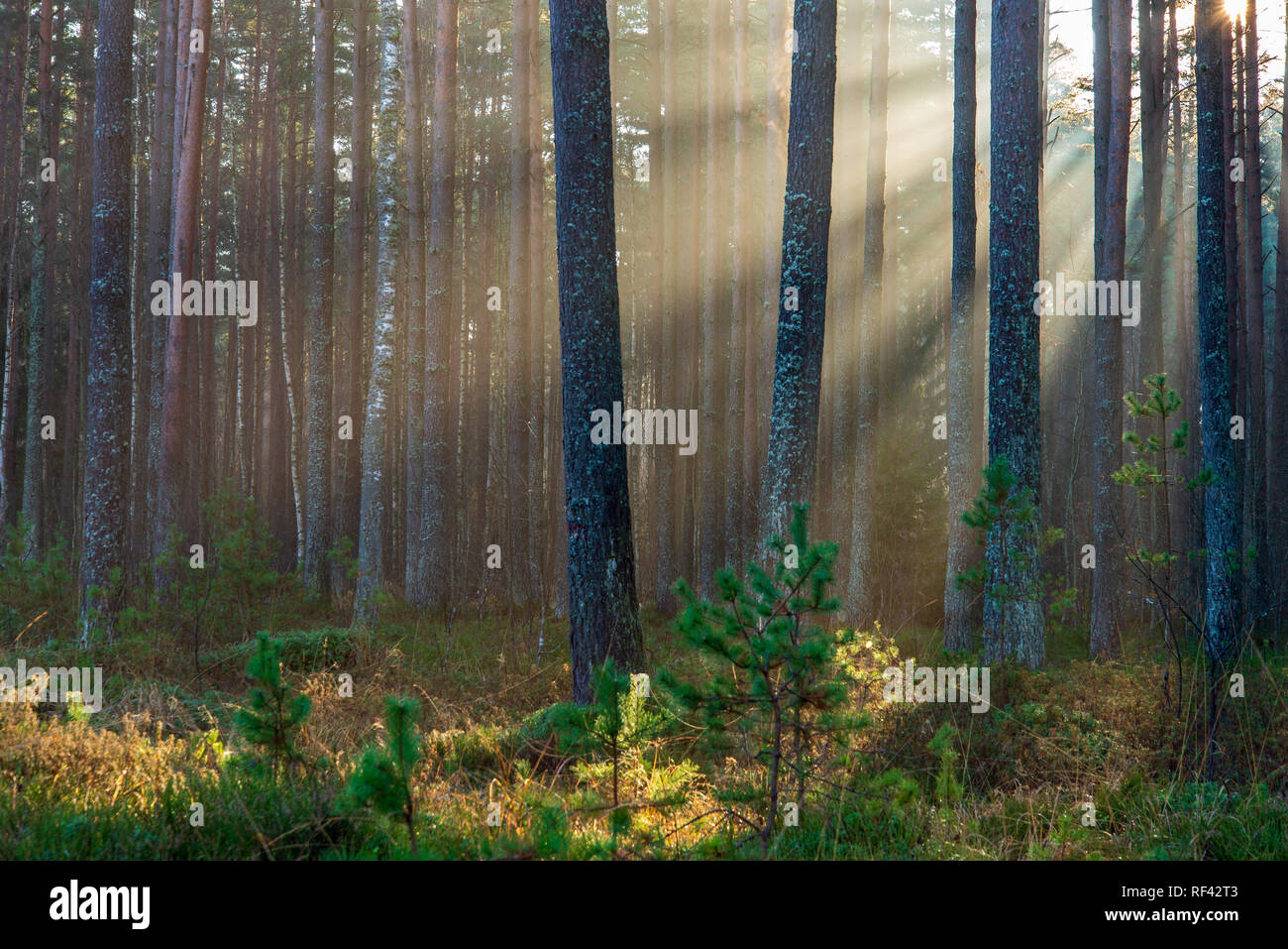 natural sun light rays shining through tree branches in summer morning ...