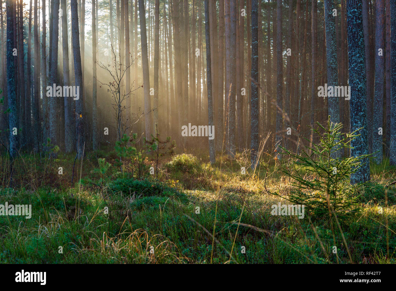natural sun light rays shining through tree branches in summer morning ...