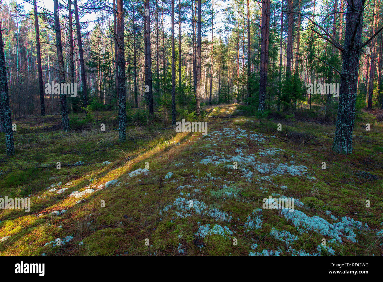 natural sun light rays shining through tree branches in summer morning ...