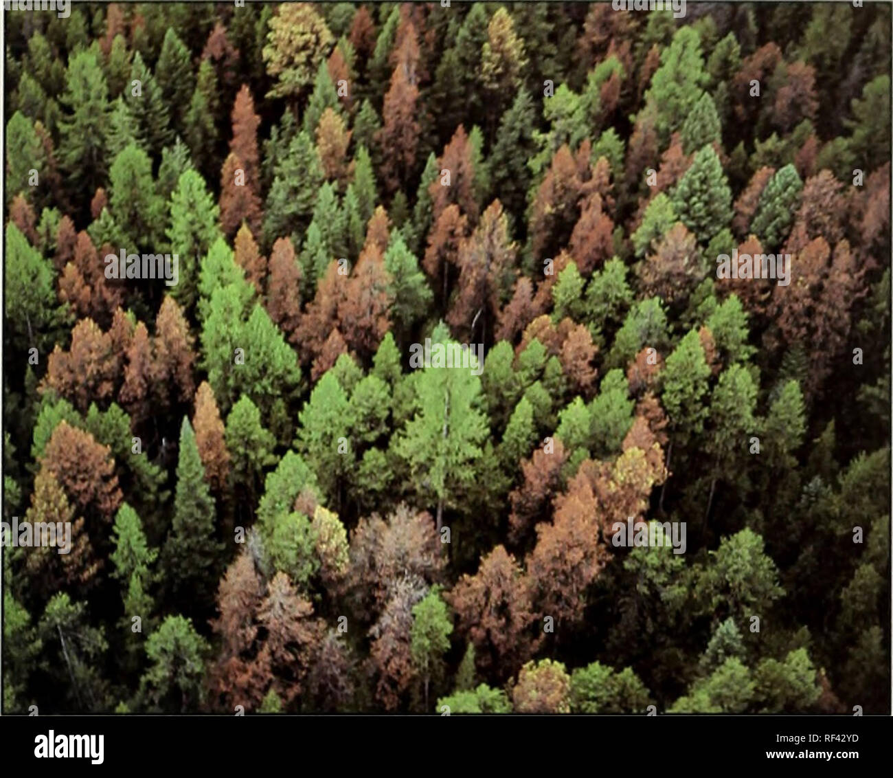 Coniferous Forest Insects