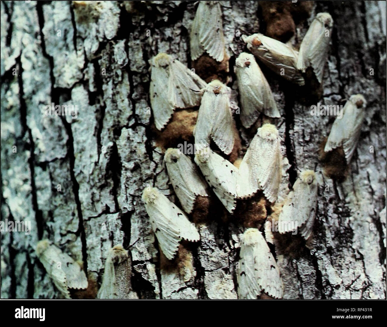 Fying insect hi-res stock photography and images - Alamy