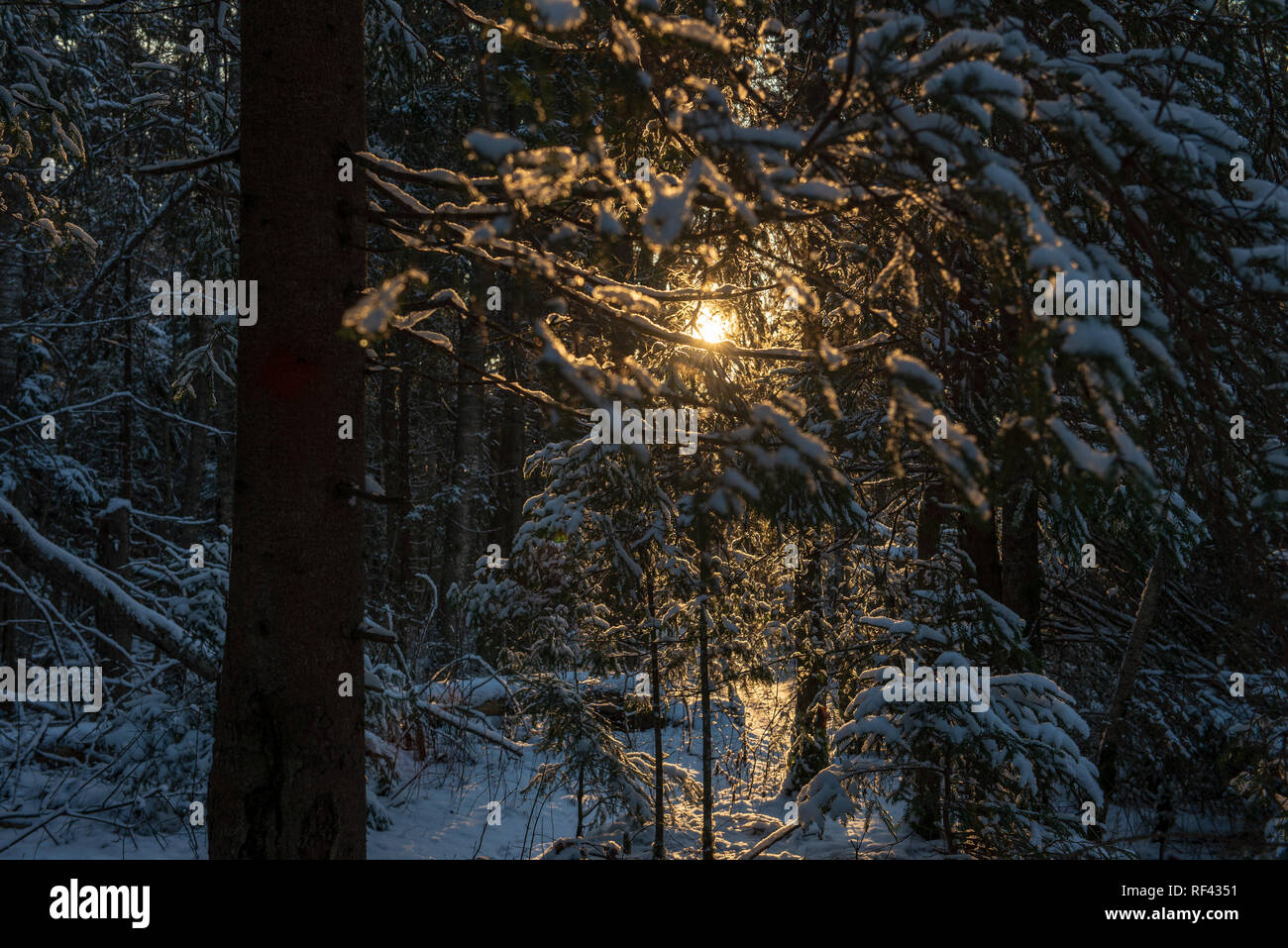 sun rising in heavy snow covered forest. first rays of light shining on ...