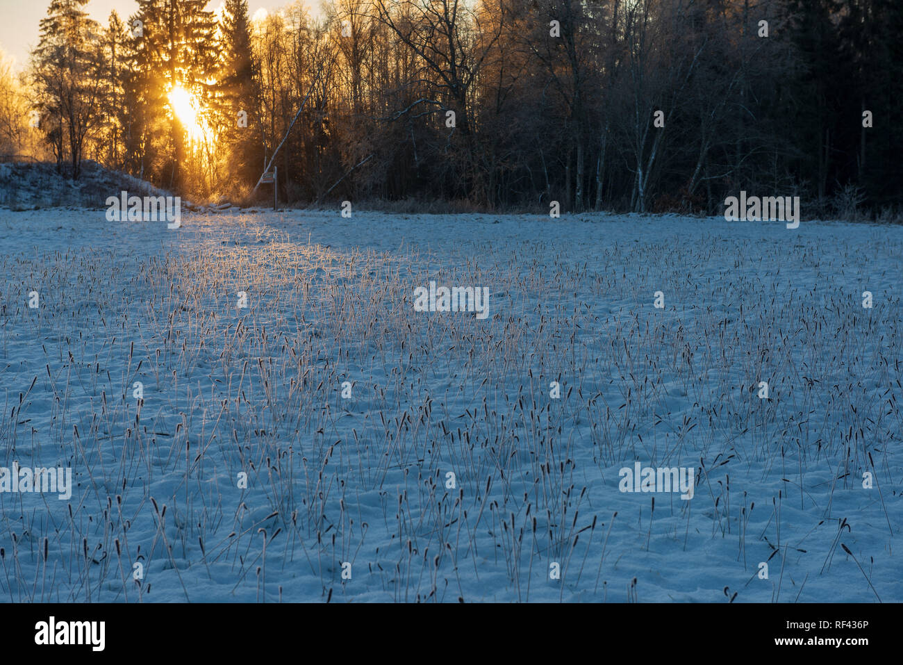 sun rising in heavy snow covered forest. first rays of light shining on ...