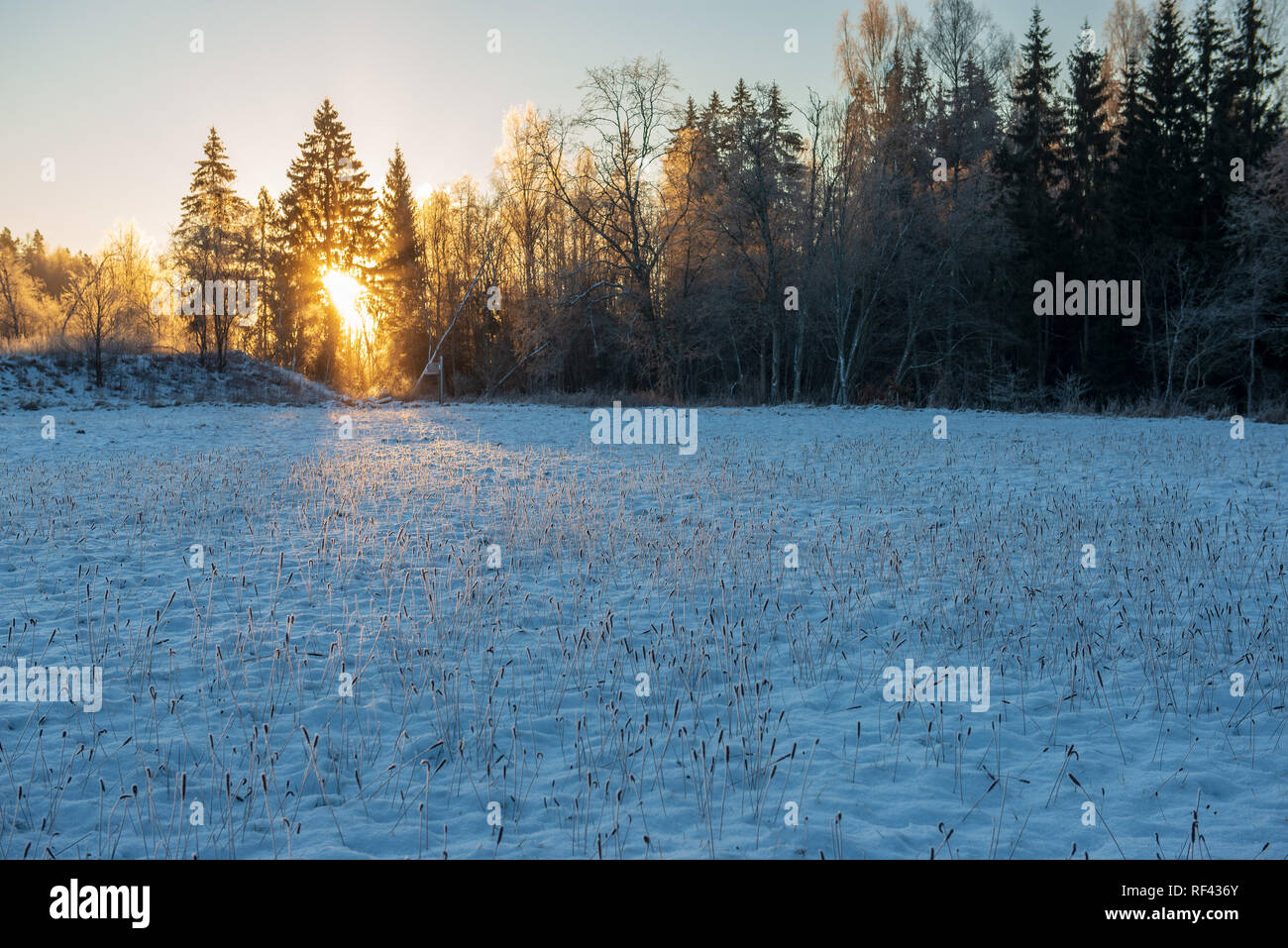 sun rising in heavy snow covered forest. first rays of light shining on ...