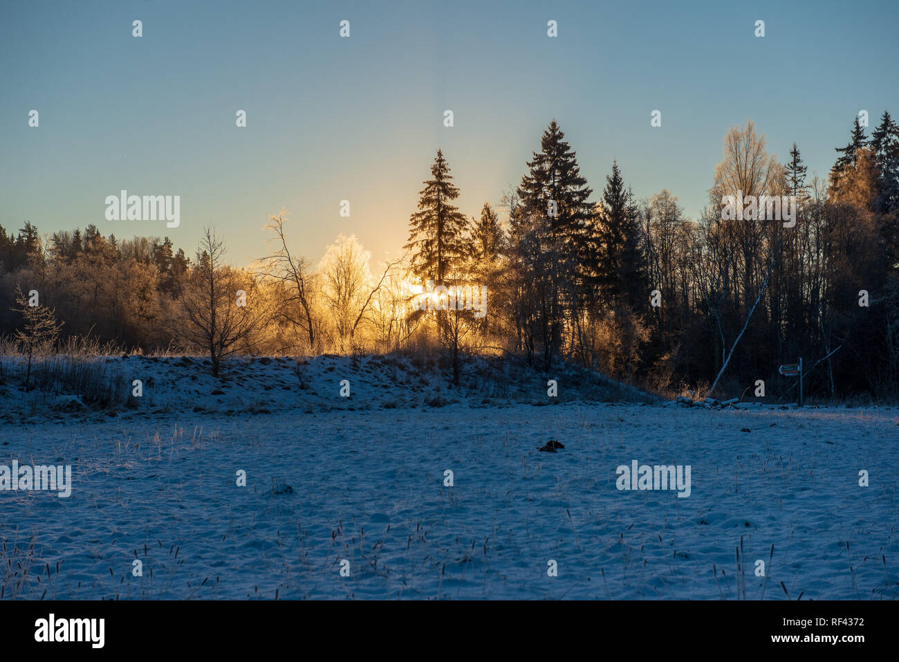 sun rising in heavy snow covered forest. first rays of light shining on ...