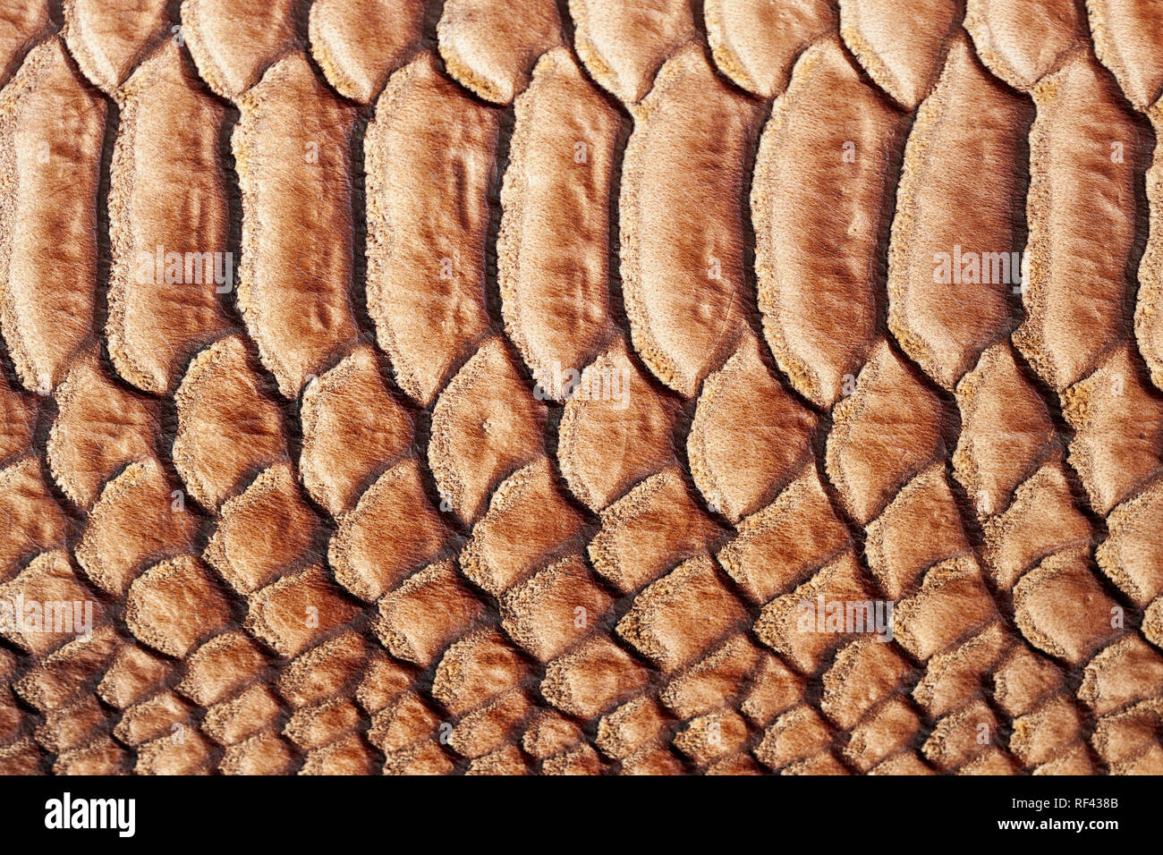 Texture of genuine leather close-up, embossed under the skin a reptile ...