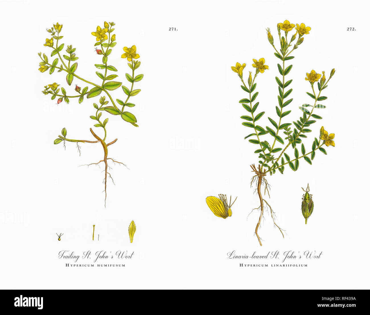 Antique Hand-Colored English Victorian Botanical Illustration, Circa ...