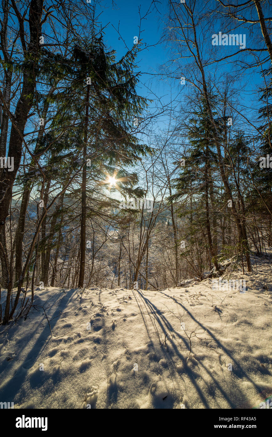 sun rising in heavy snow covered forest. first rays of light shining on ...