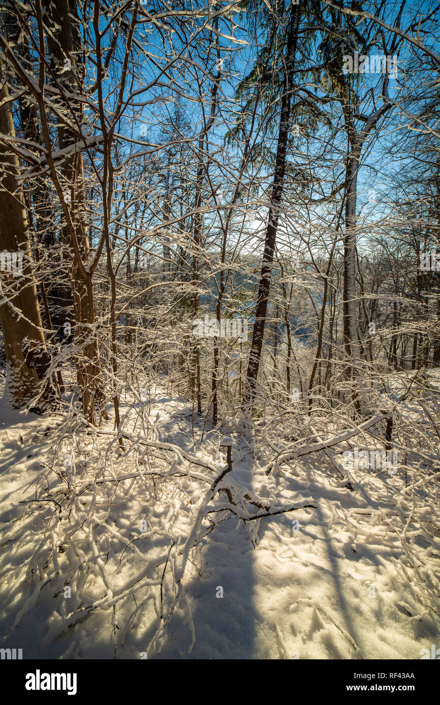sun rising in heavy snow covered forest. first rays of light shining on ...