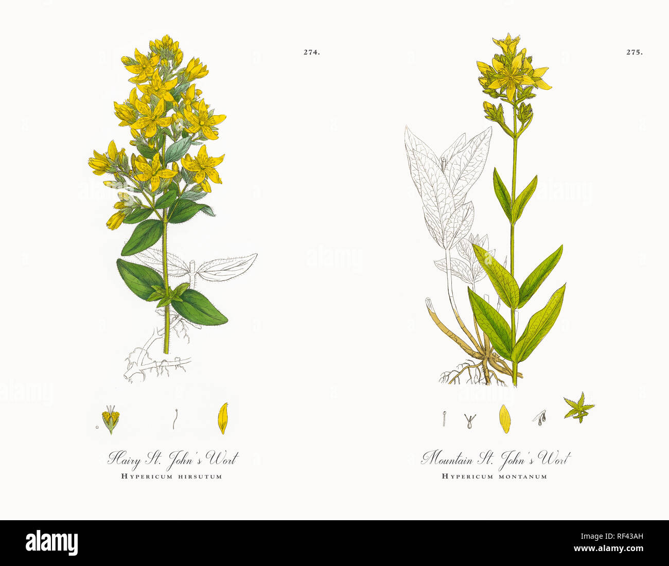 Antique Hand-Colored English Victorian Botanical Illustration, Circa ...