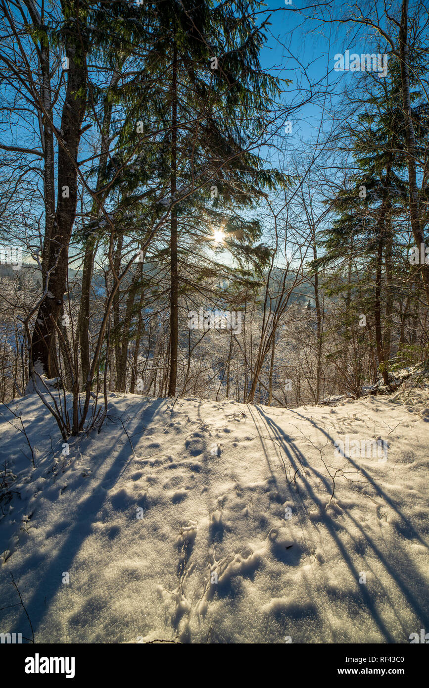 sun rising in heavy snow covered forest. first rays of light shining on ...