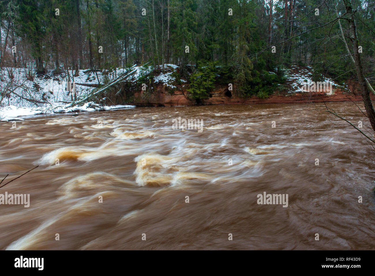 fast river stream in white winter forest. cloudy day with dark brown ...