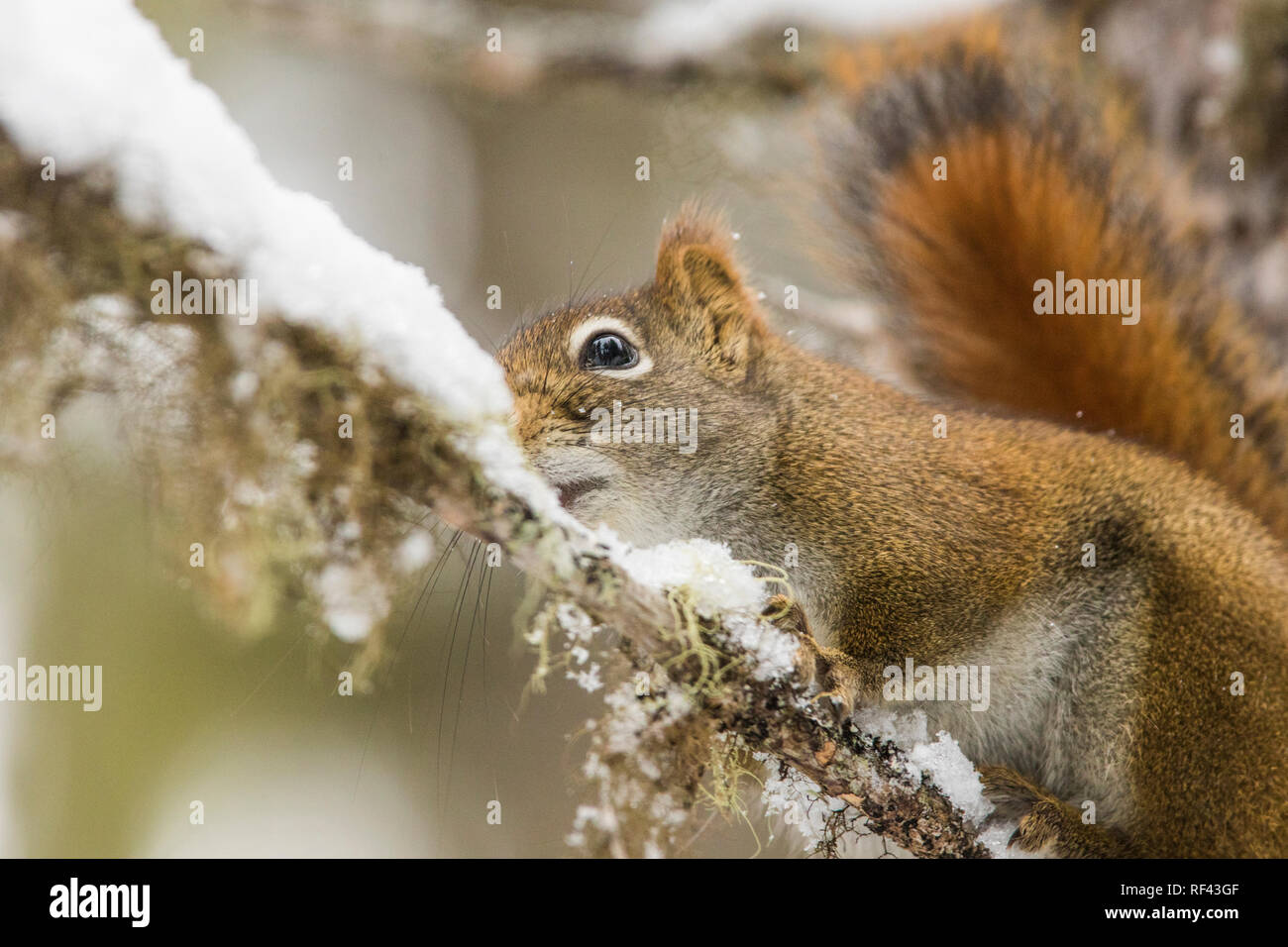 American red squirrel tree hi-res stock photography and images - Alamy