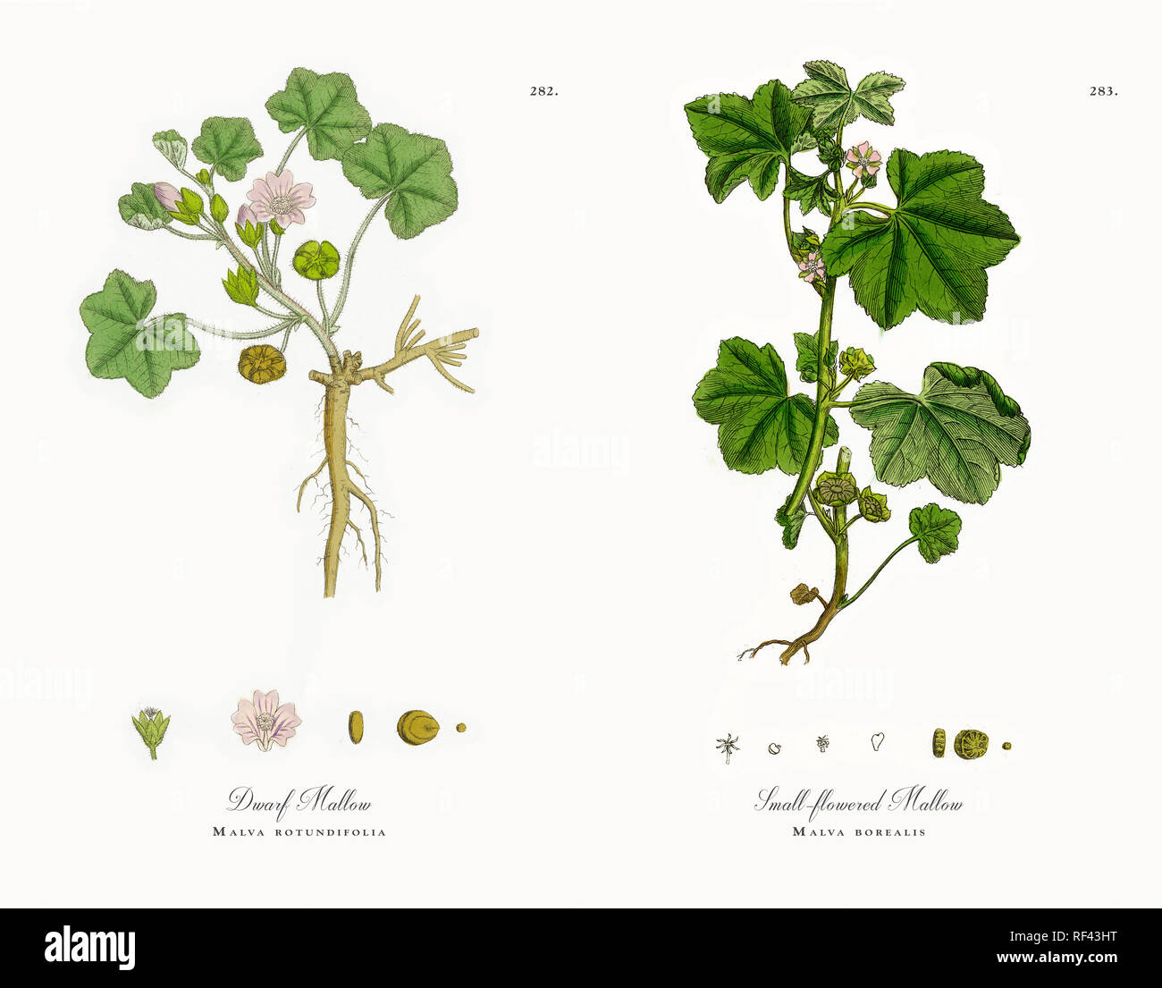 Antique Hand-Colored English Victorian Botanical Illustration, Circa ...
