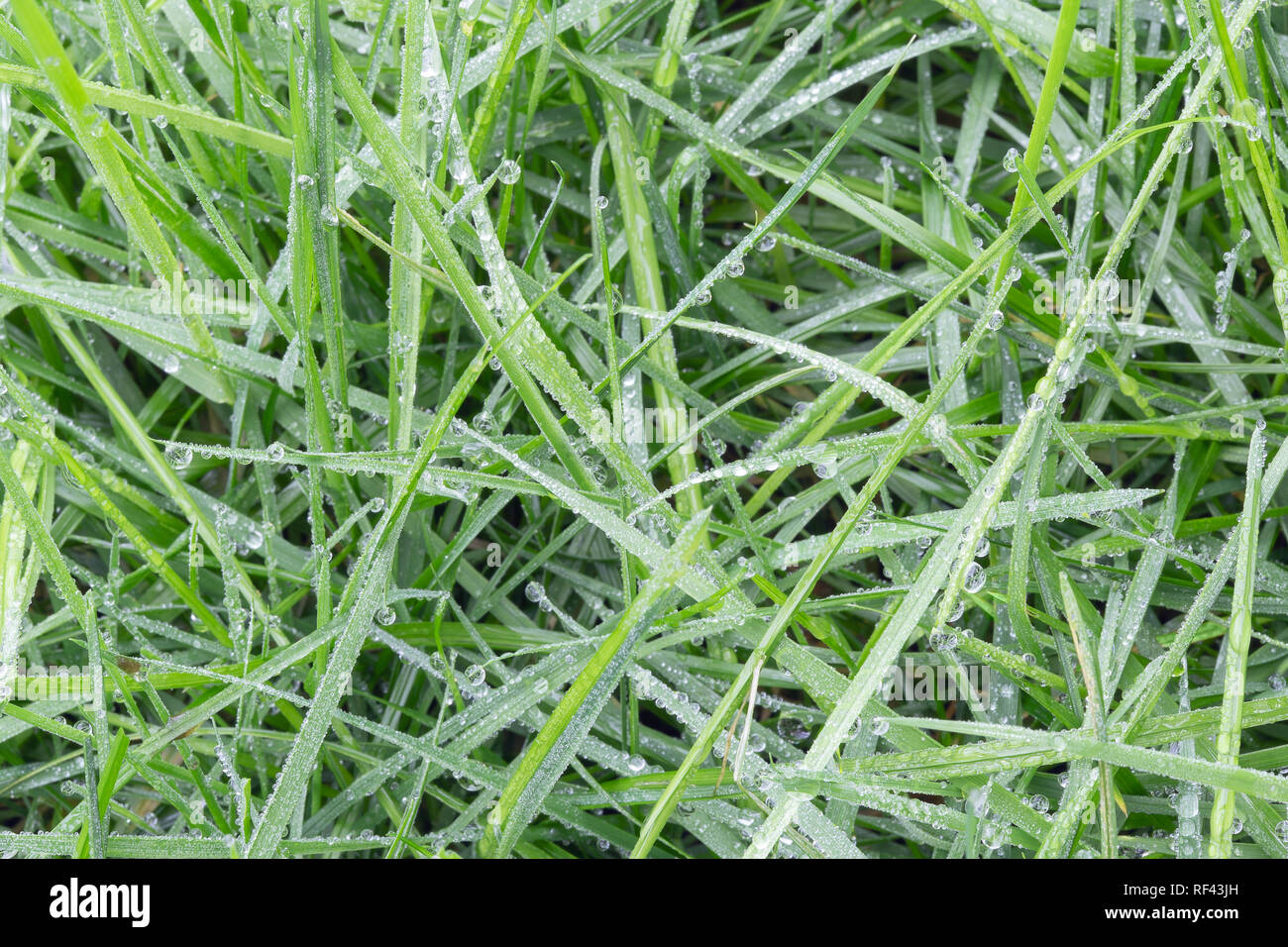 Grass Top View Wallpaper