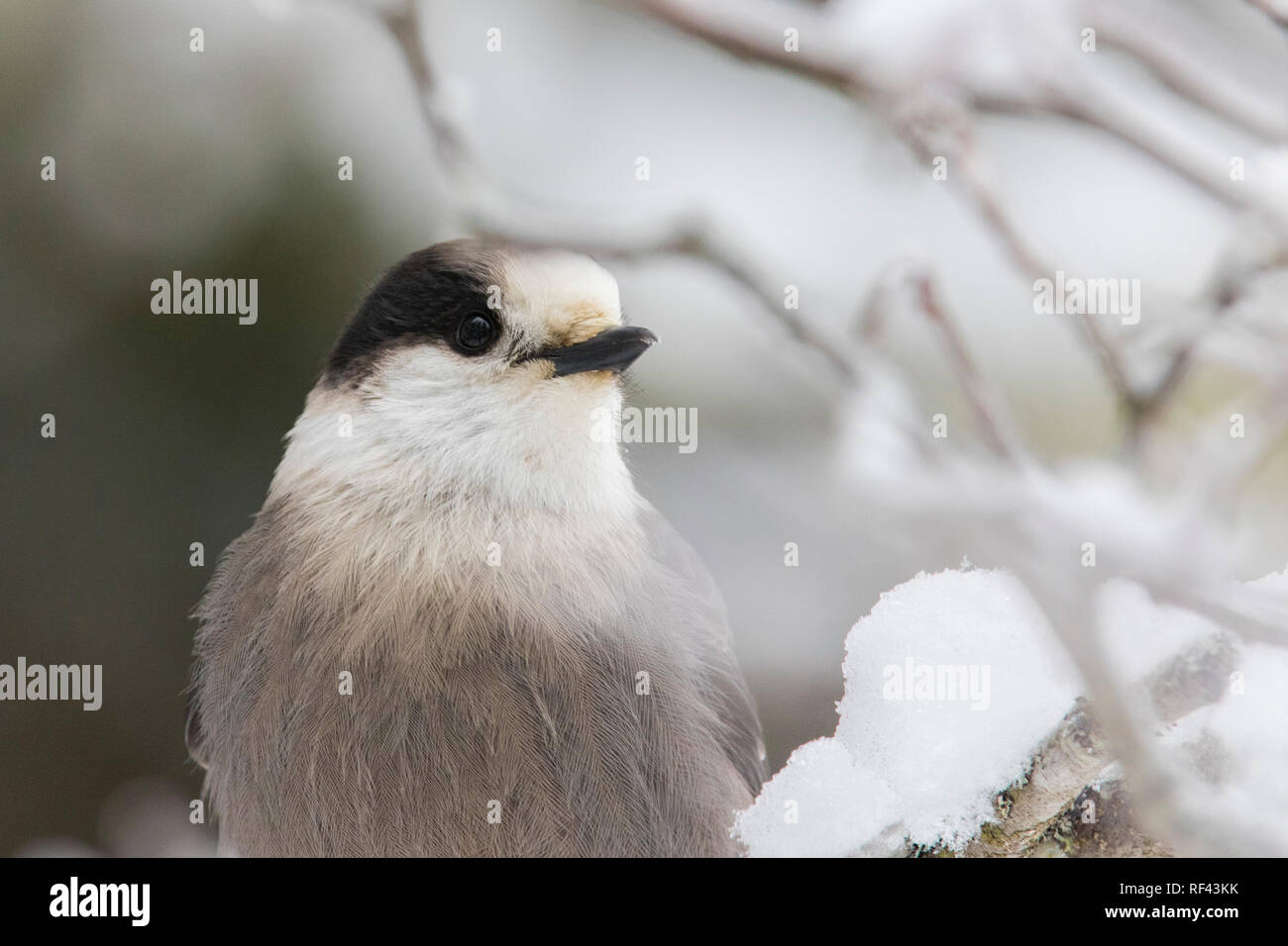 Canada jay (Perisoreus canadensis), also gray jay, grey jay, camp ...
