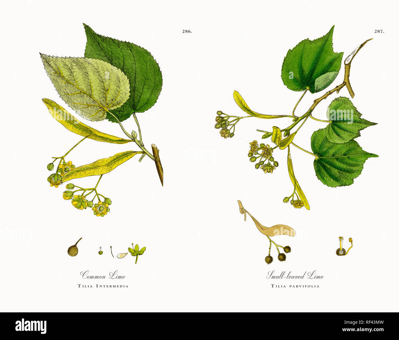 Antique Hand-Colored English Victorian Botanical Illustration, Circa ...