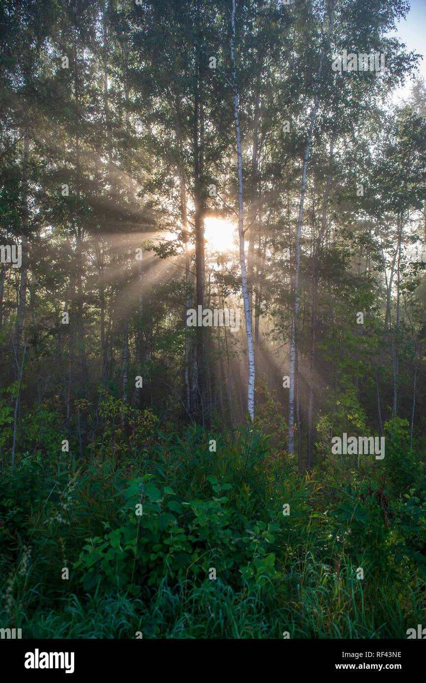 natural sun light rays shining through tree branches in summer morning ...