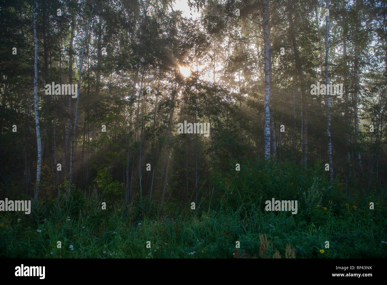 natural sun light rays shining through tree branches in summer morning ...
