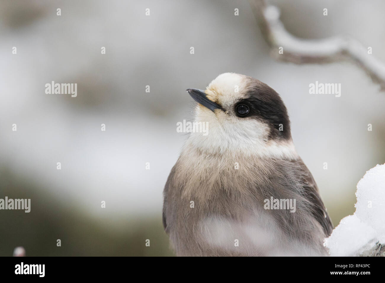 Canada jay (Perisoreus canadensis), also gray jay, grey jay, camp ...
