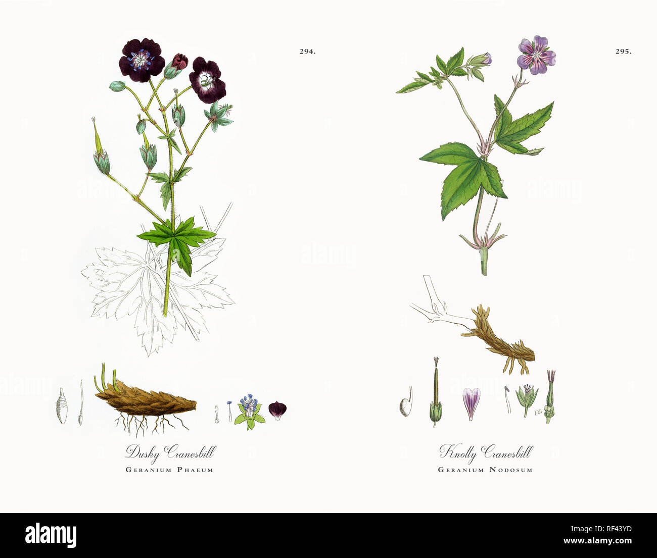 Antique Hand-Colored English Victorian Botanical Illustration, Circa ...