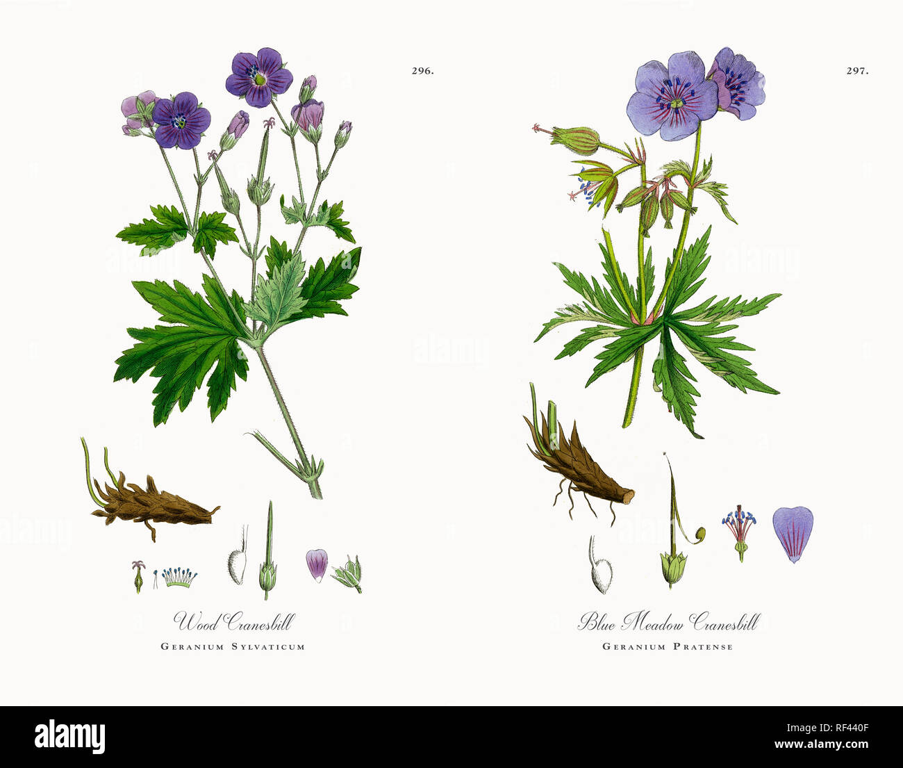Antique Hand-Colored English Victorian Botanical Illustration, Circa ...