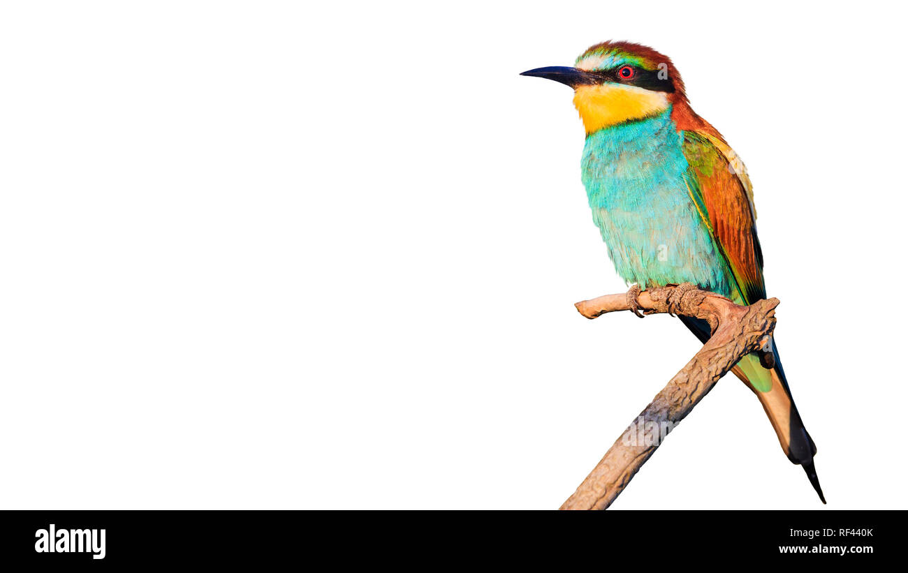 Beautiful beaks Cut Out Stock Images & Pictures - Alamy