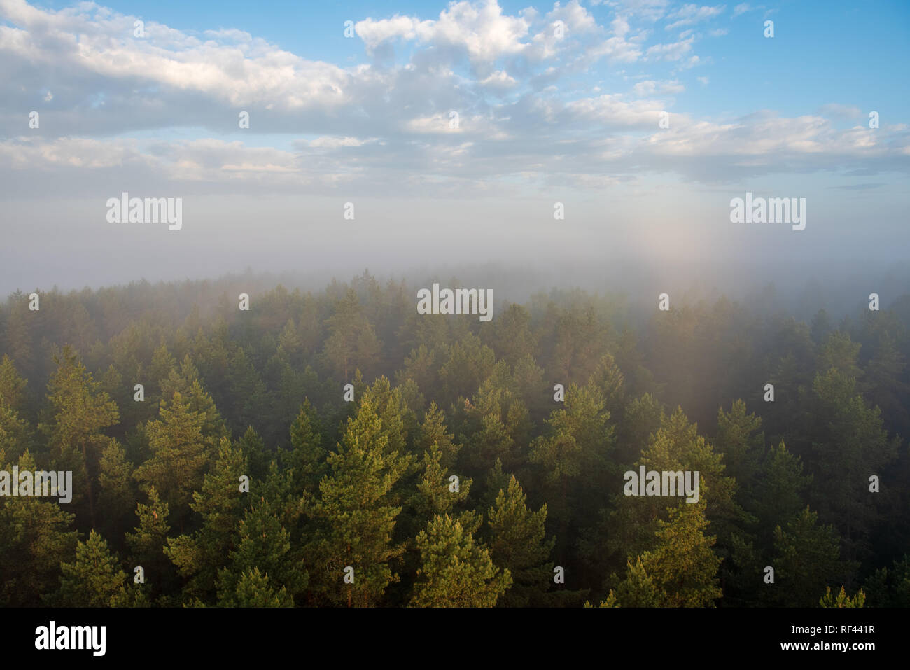 sun rising in mist covered forest. sun rays in fog with low visibility ...