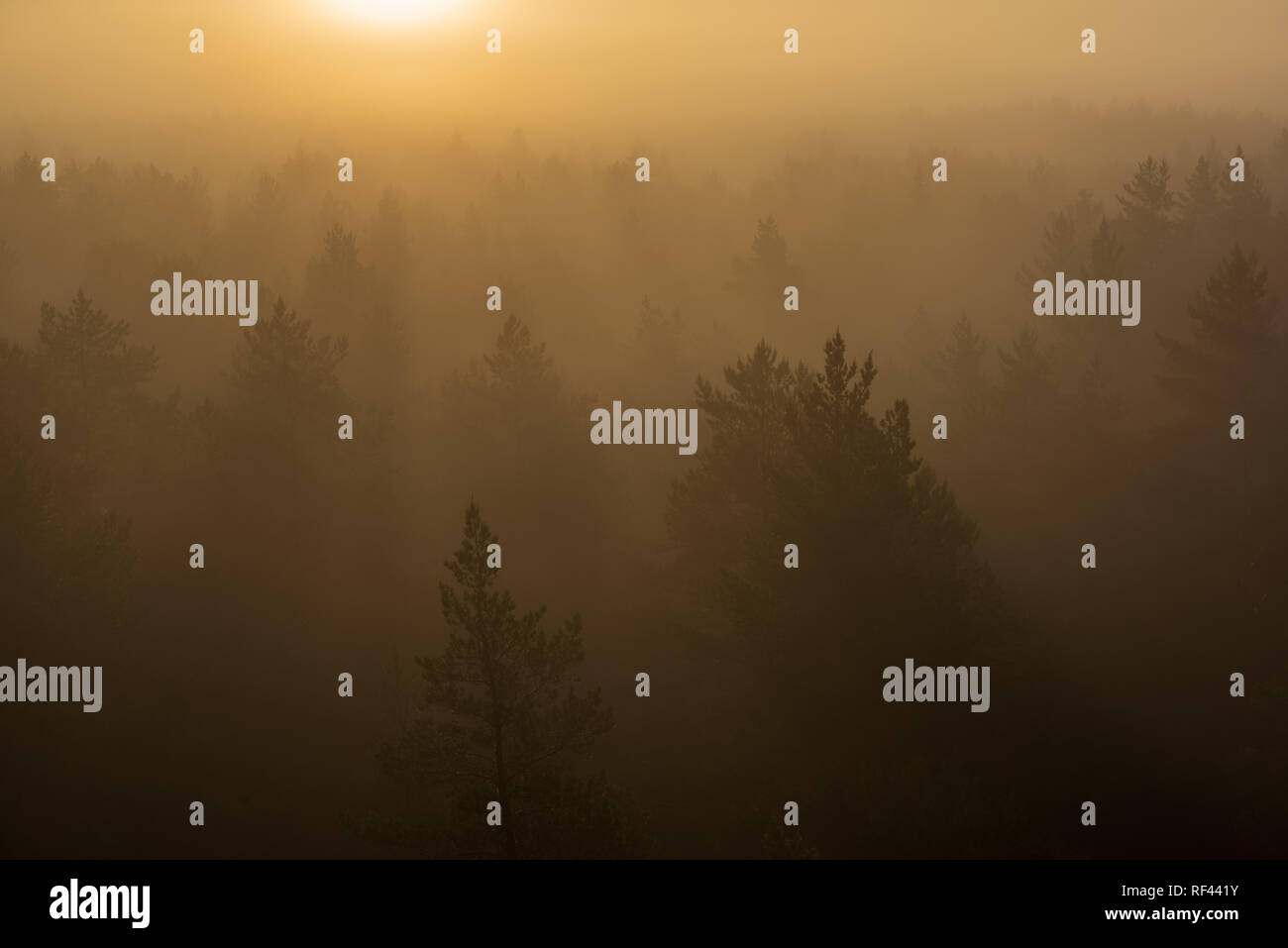 sun rising in mist covered forest. sun rays in fog with low visibility ...