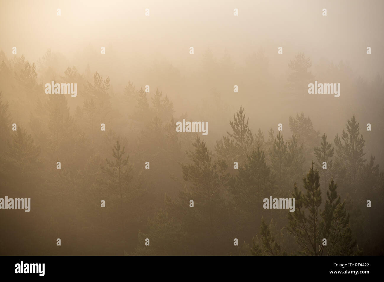 sun rising in mist covered forest. sun rays in fog with low visibility ...