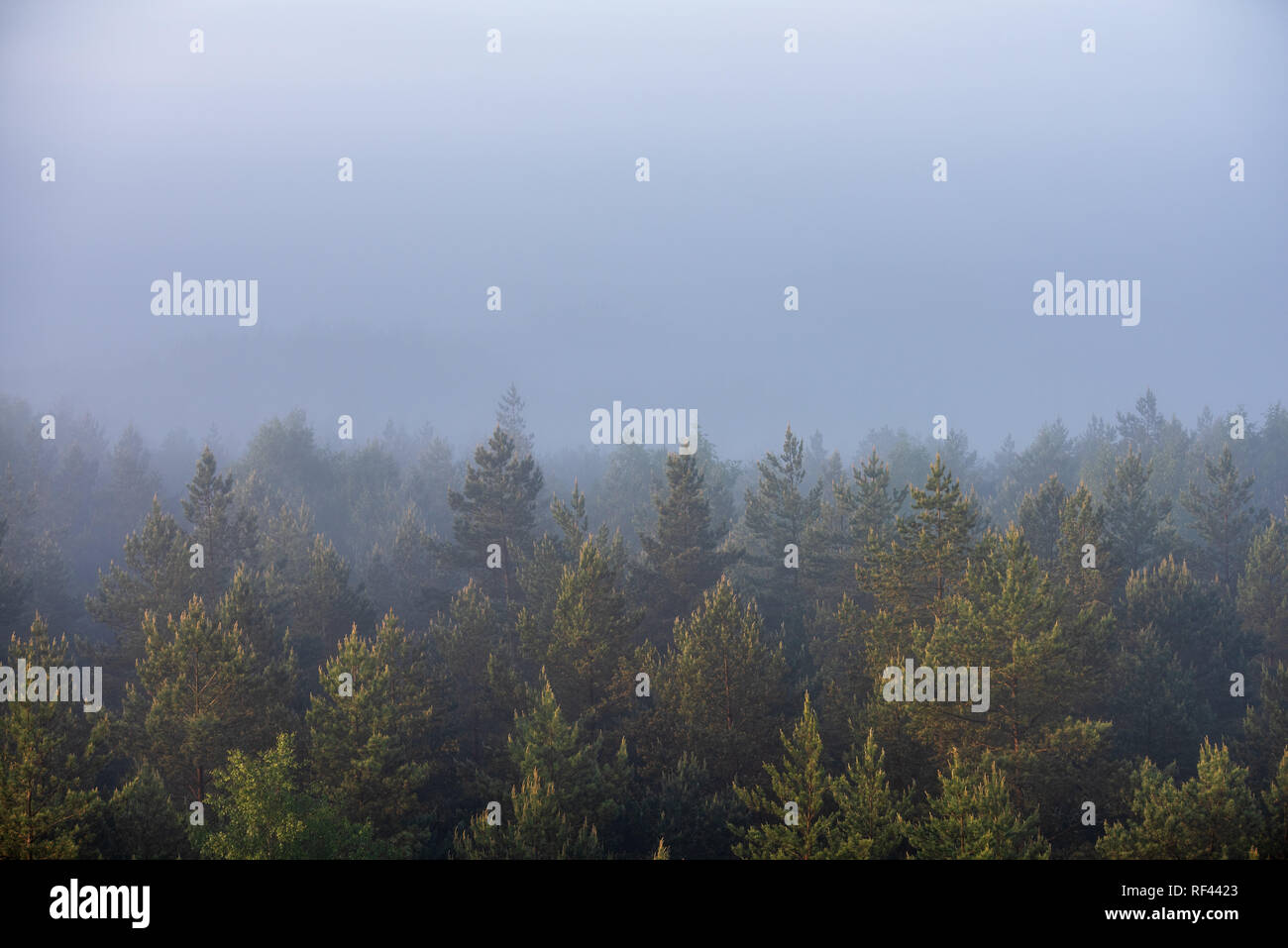 sun rising in mist covered forest. sun rays in fog with low visibility ...