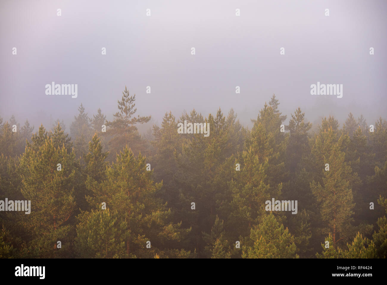 sun rising in mist covered forest. sun rays in fog with low visibility ...
