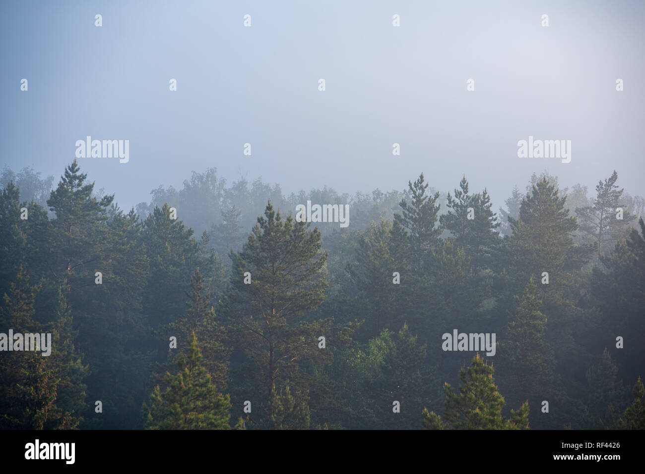 sun rising in mist covered forest. sun rays in fog with low visibility ...